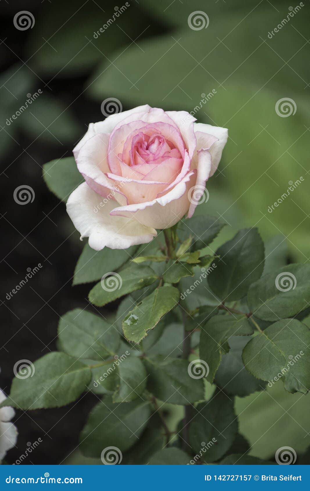Rose Flower Closeup. Shallow Depth of Field Stock Image - Image of ...