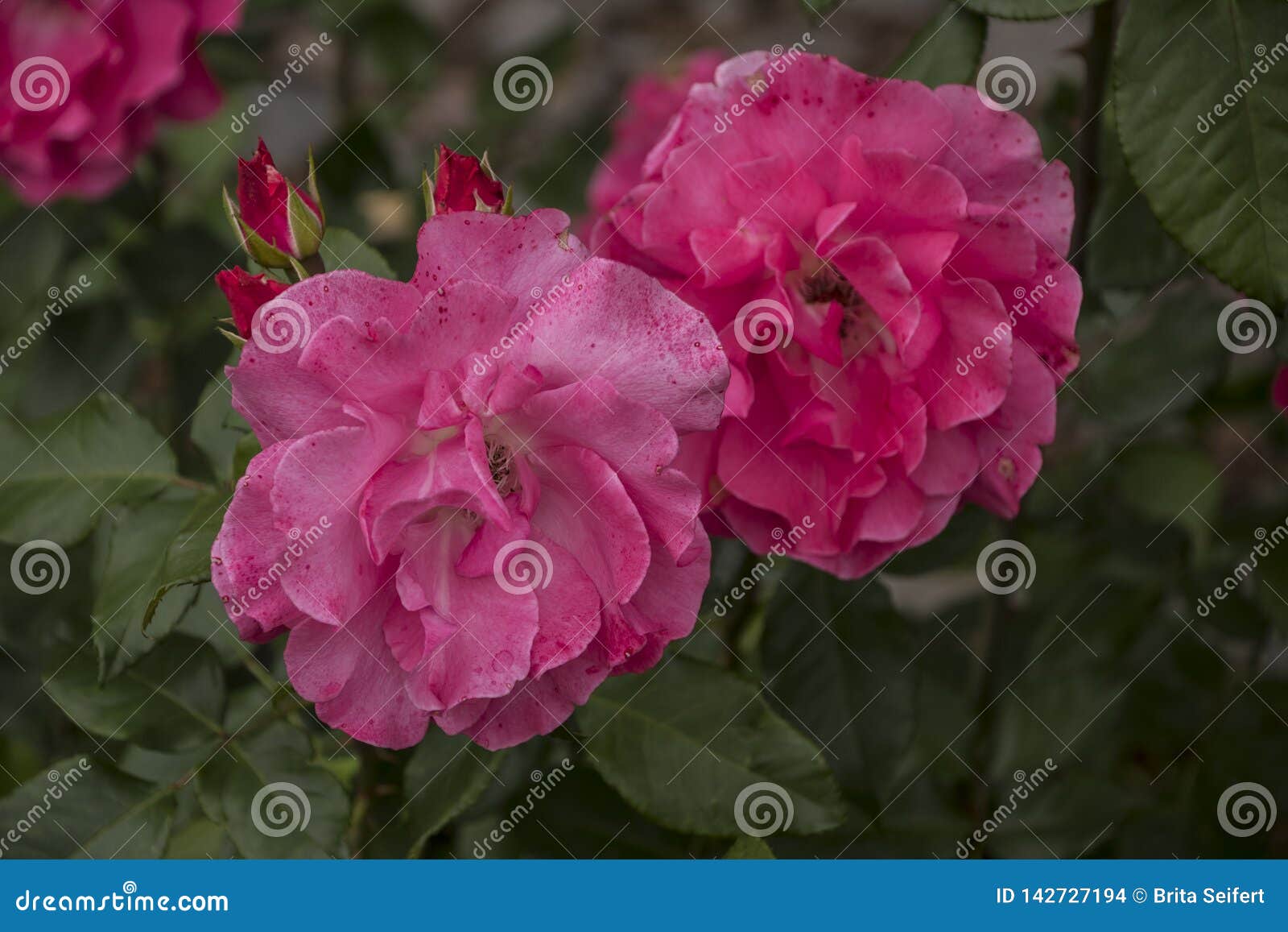 Rose Flower Closeup. Shallow Depth of Field Stock Photo - Image of ...