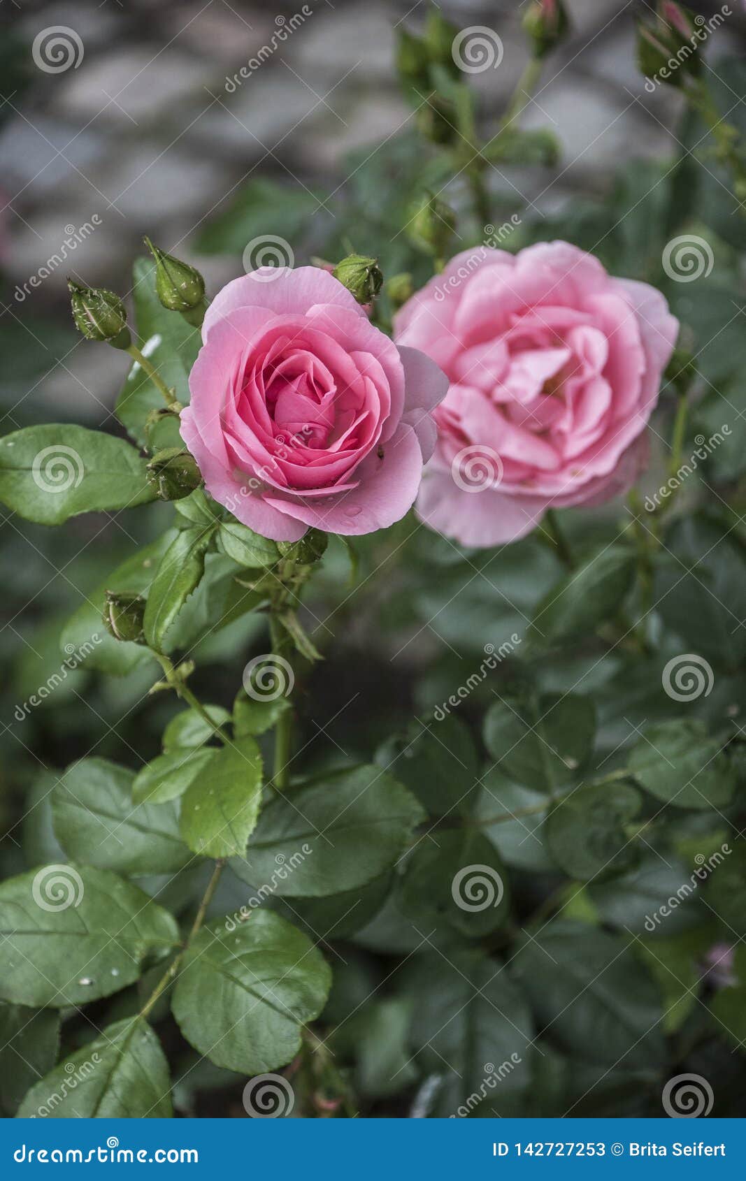 Rose Flower Closeup. Shallow Depth of Field Stock Image - Image of ...