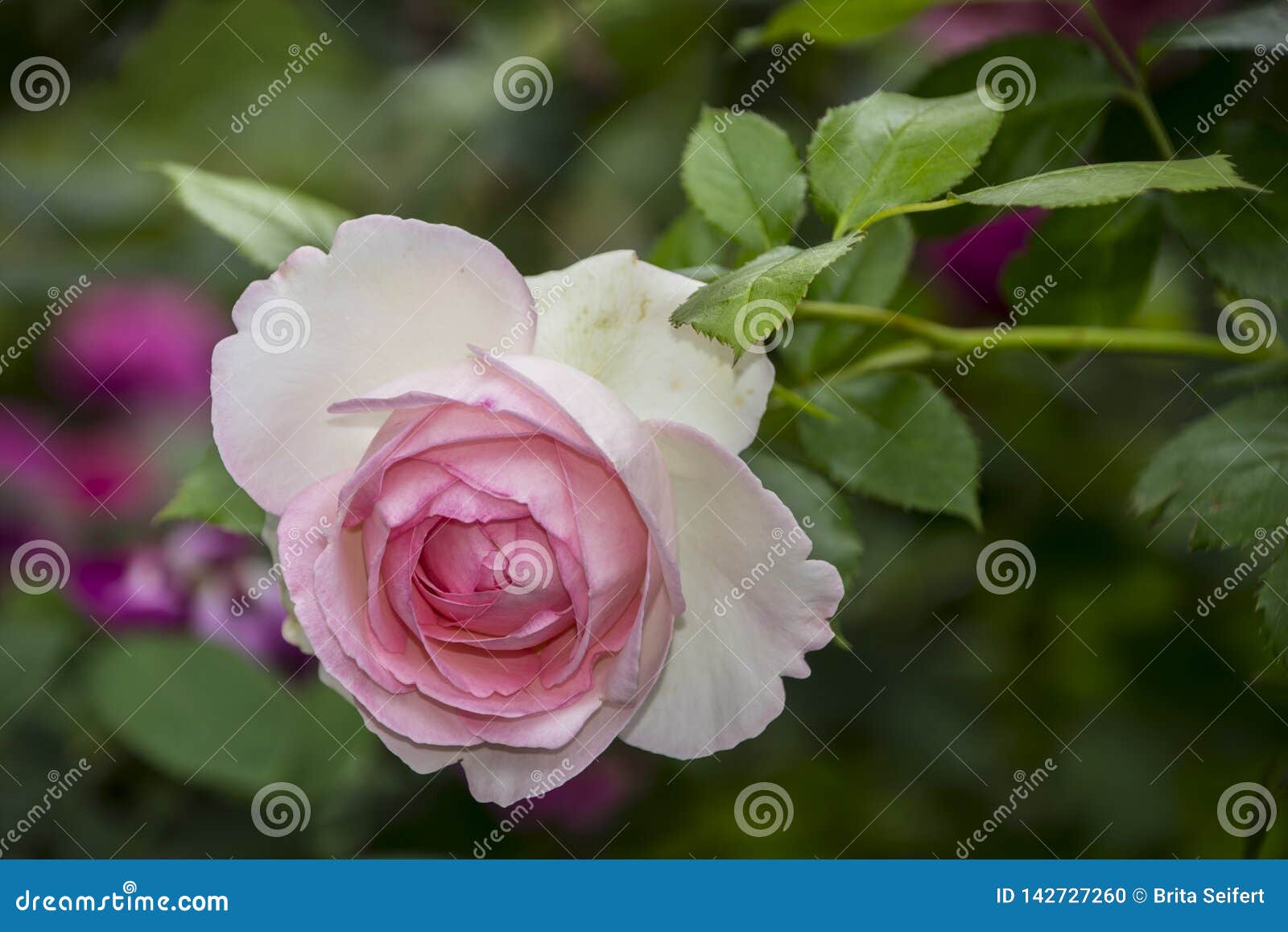 Rose Flower Closeup. Shallow Depth of Field Stock Photo - Image of ...