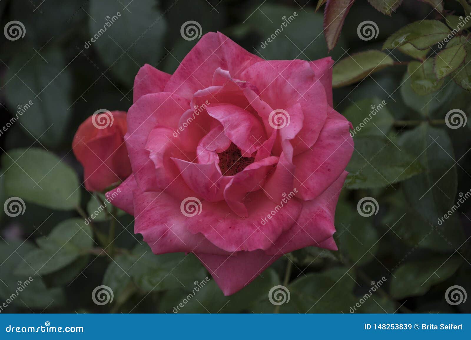 Rose Flower Closeup. Shallow Depth of Field Stock Image - Image of ...