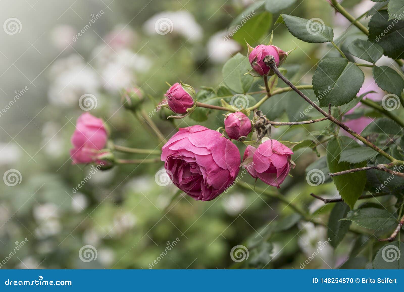 Rose Flower Closeup. Shallow Depth of Field Stock Photo - Image of ...
