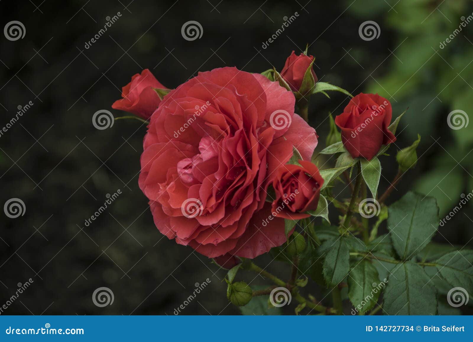 Rose Flower Closeup. Shallow Depth of Field Stock Photo - Image of ...