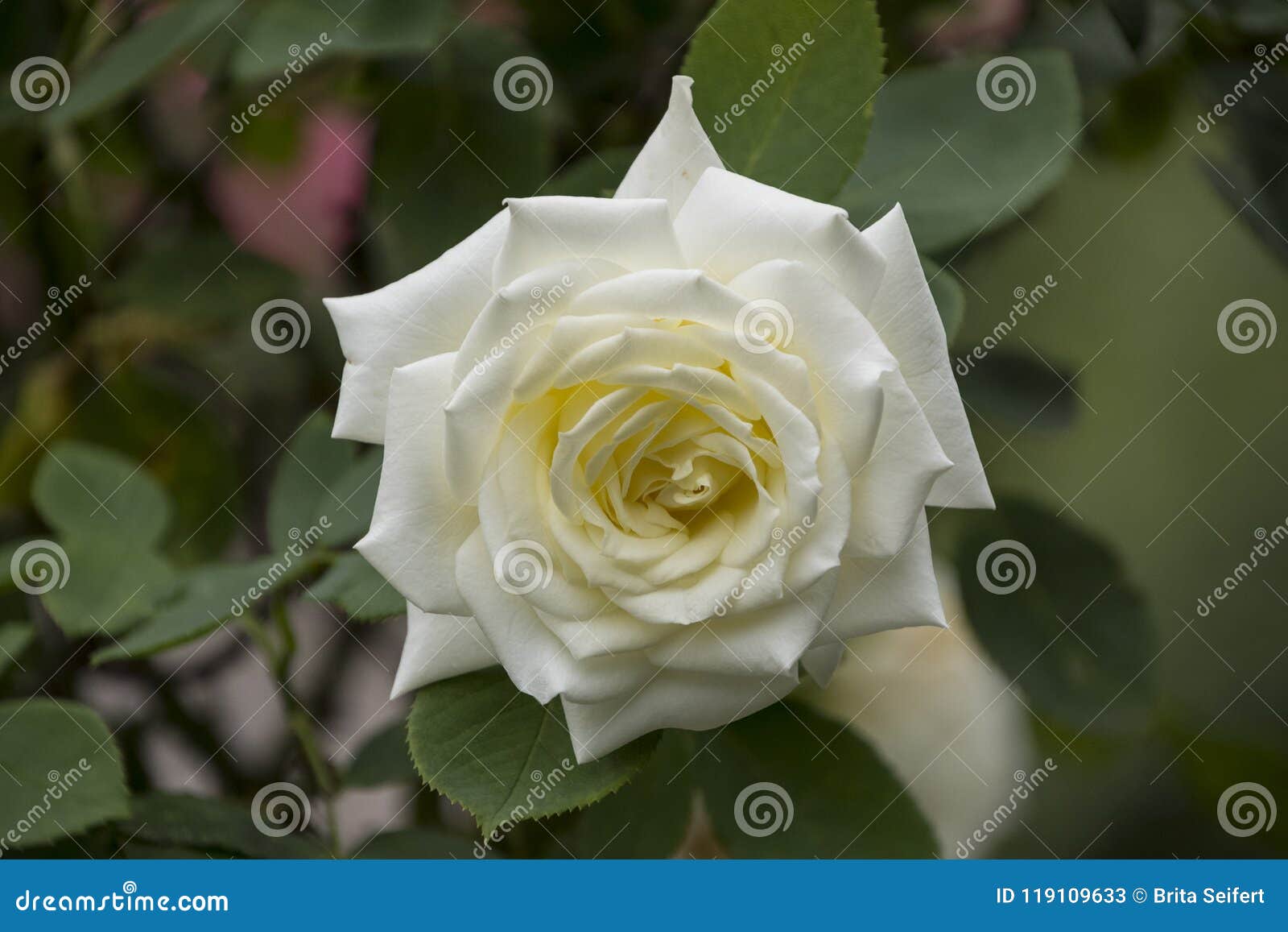 Rose Flower Closeup. Shallow Depth of Field Stock Image - Image of ...