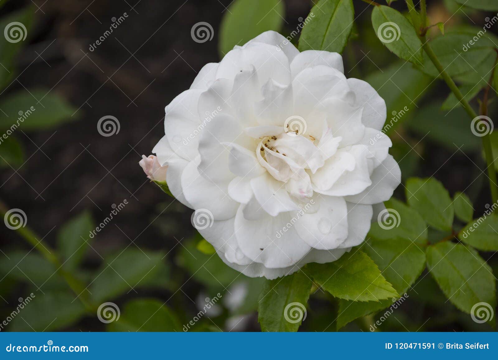 Rose Flower Closeup. Shallow Depth of Field Stock Image - Image of ...