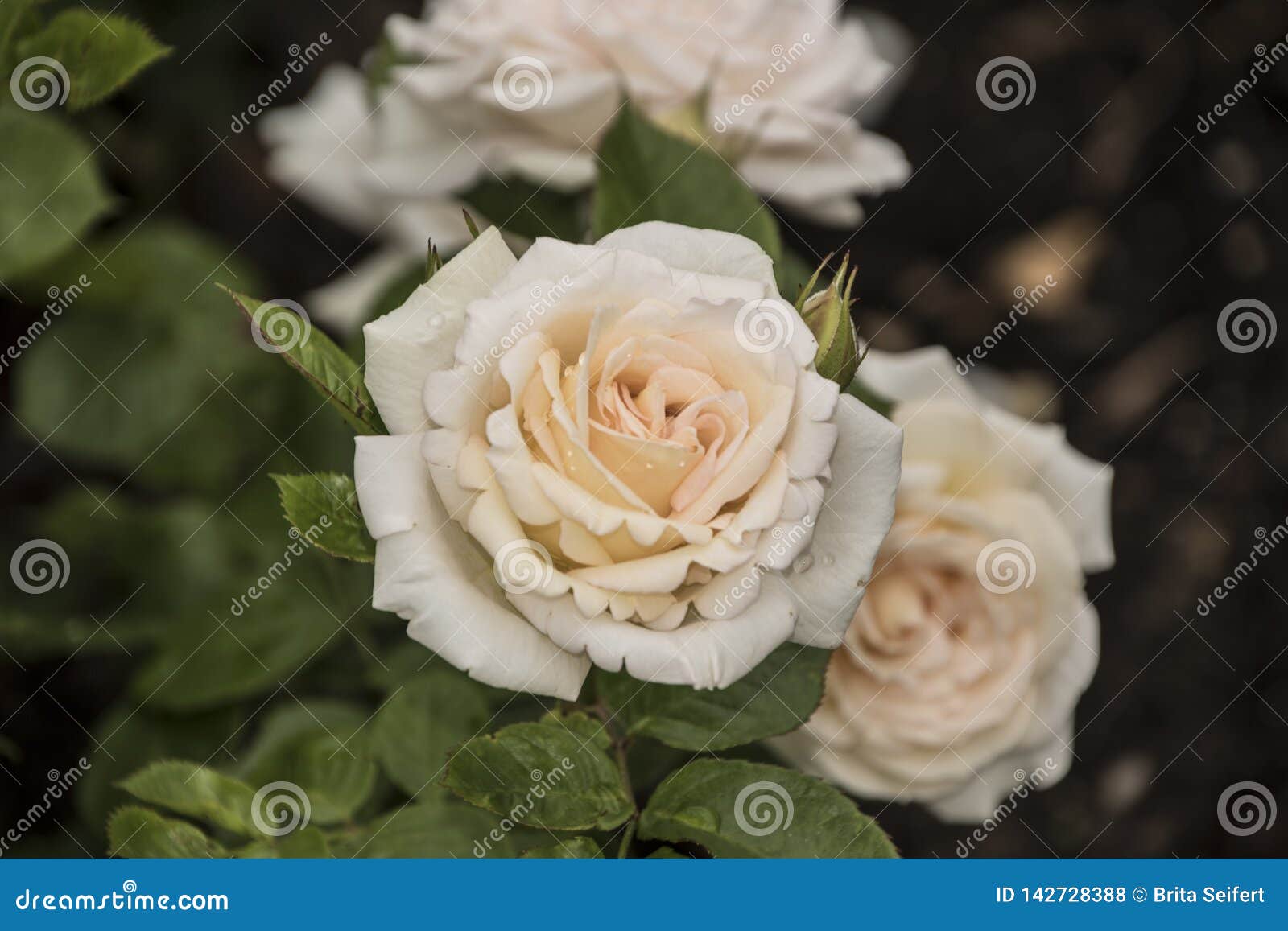 Rose Flower Closeup. Shallow Depth of Field Stock Photo - Image of love ...