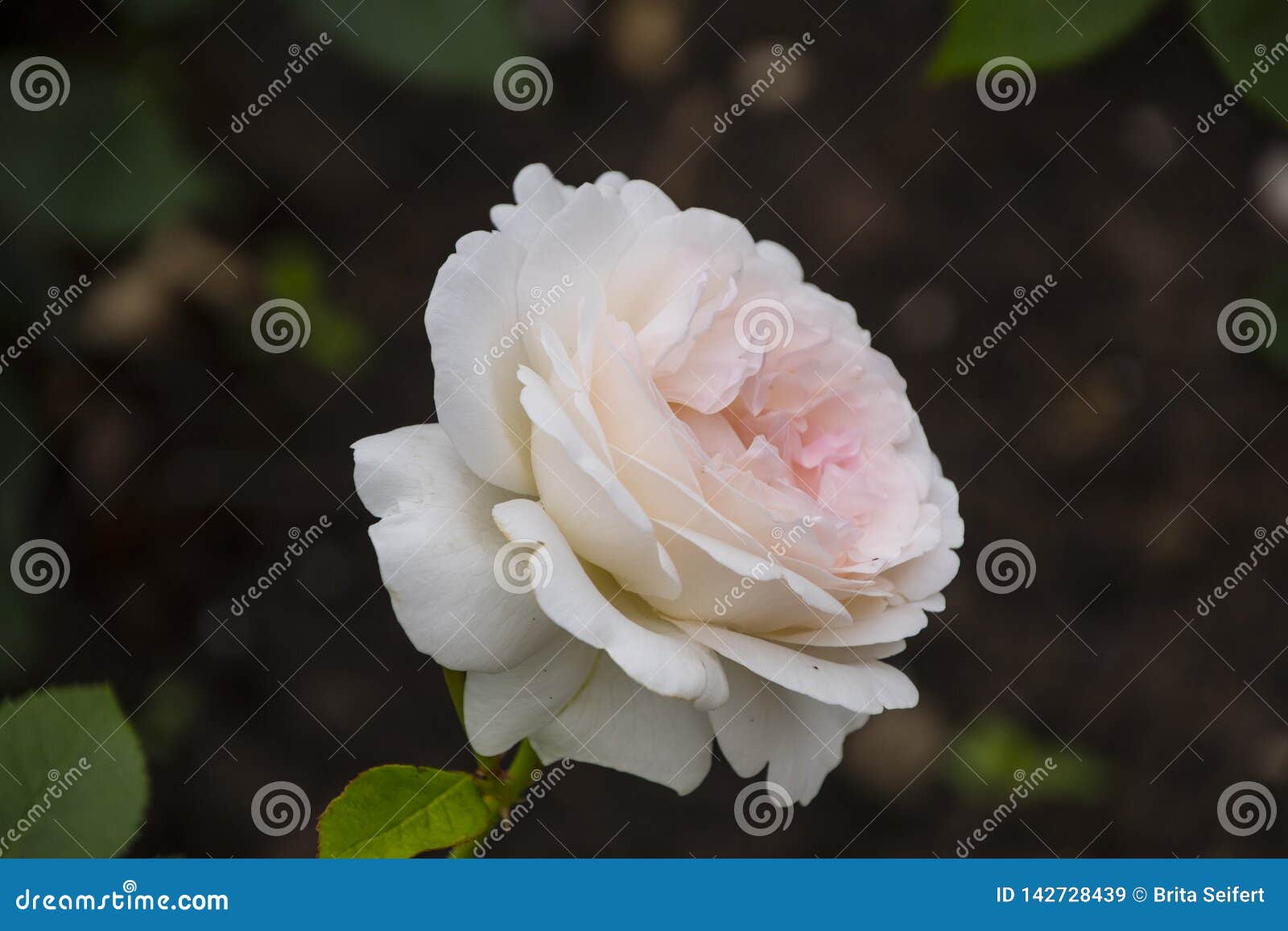 Rose Flower Closeup. Shallow Depth of Field Stock Image - Image of ...