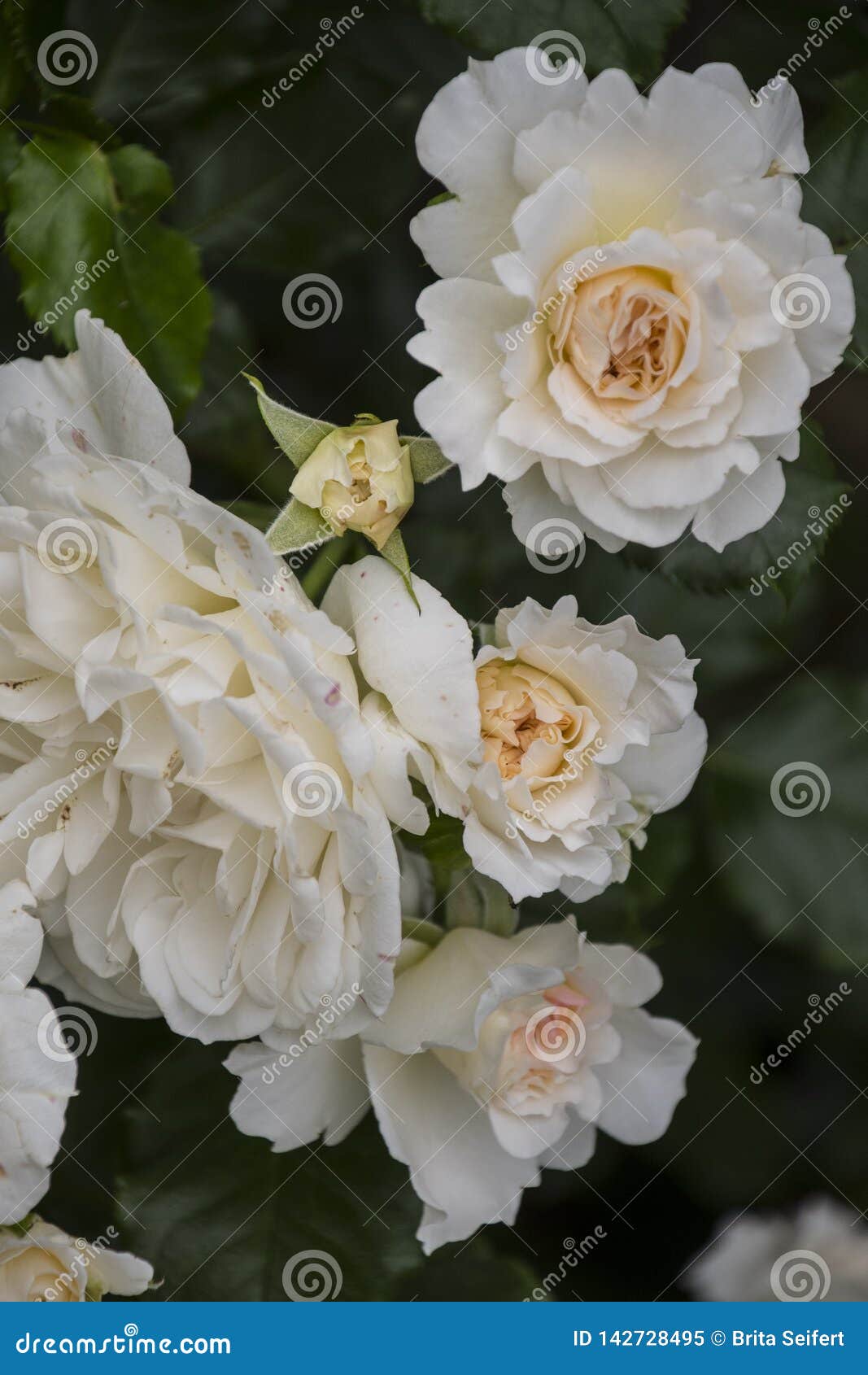 Rose Flower Closeup. Shallow Depth of Field Stock Image - Image of ...