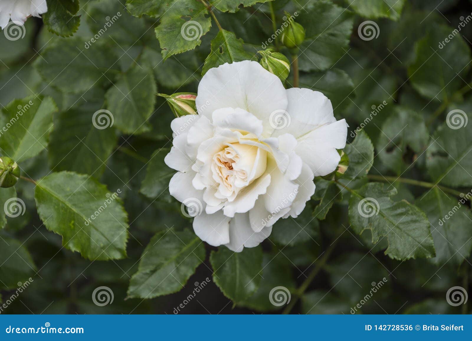 Rose Flower Closeup. Shallow Depth of Field Stock Photo - Image of ...