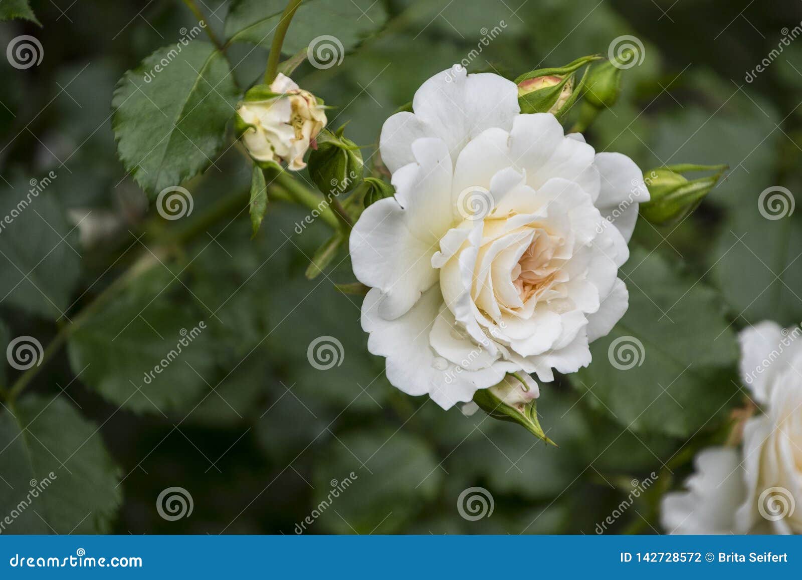 Rose Flower Closeup. Shallow Depth of Field Stock Photo - Image of ...