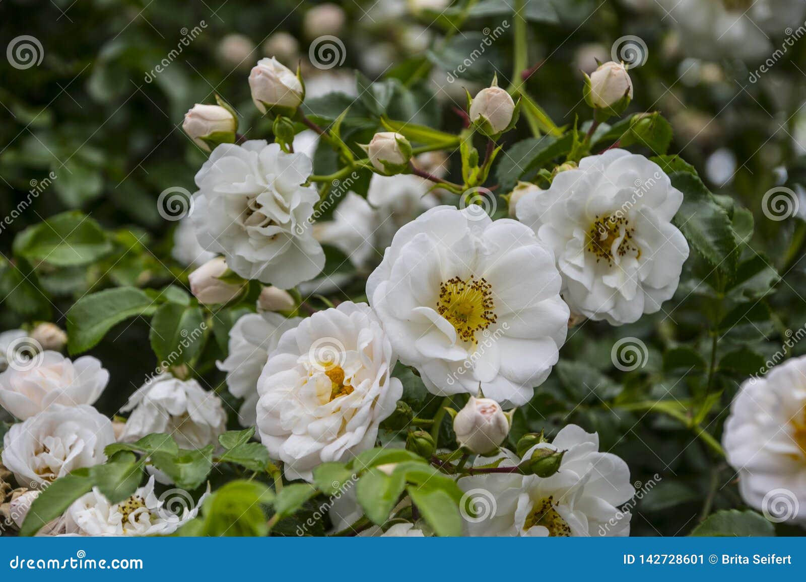 Rose Flower Closeup. Shallow Depth of Field Stock Image - Image of ...