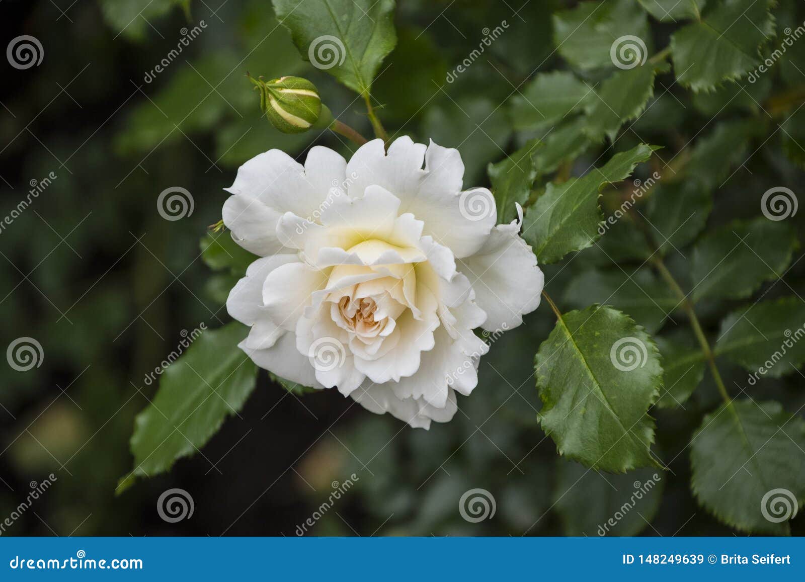 Rose Flower Closeup. Shallow Depth of Field Stock Image - Image of ...