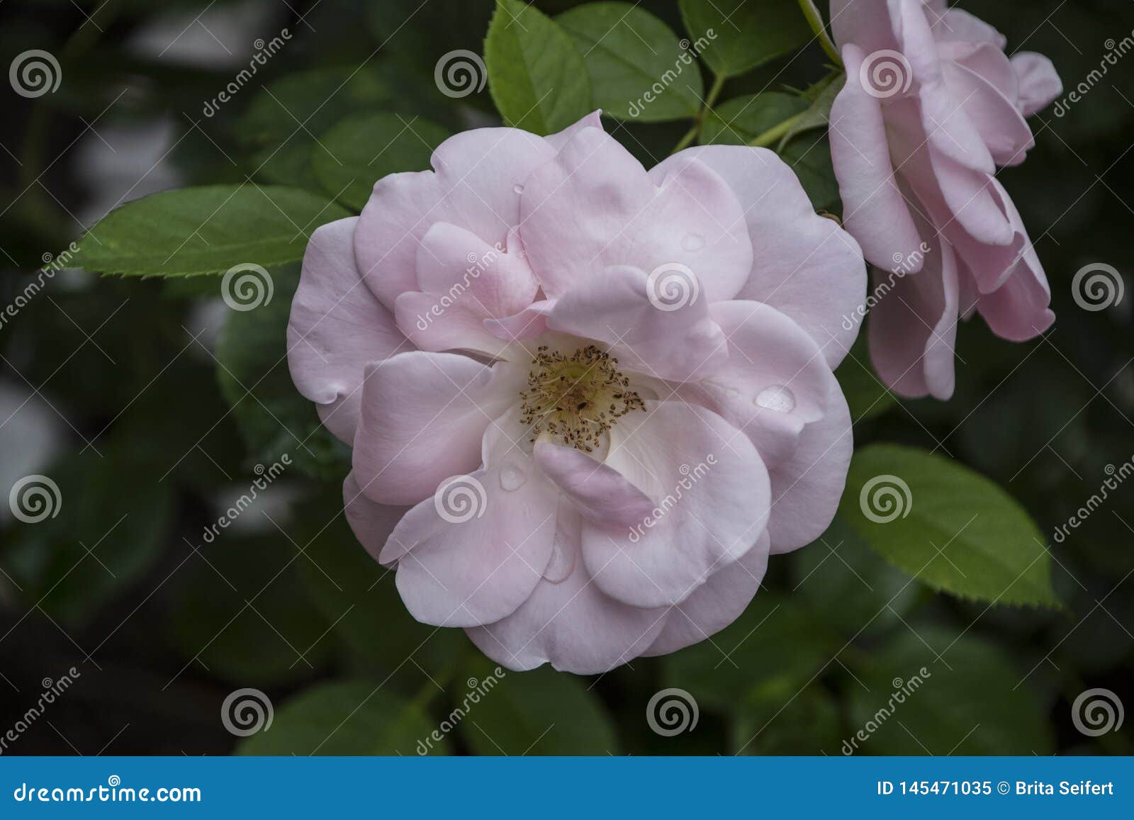 Rose Flower Closeup. Shallow Depth of Field. Spring Flower of White ...