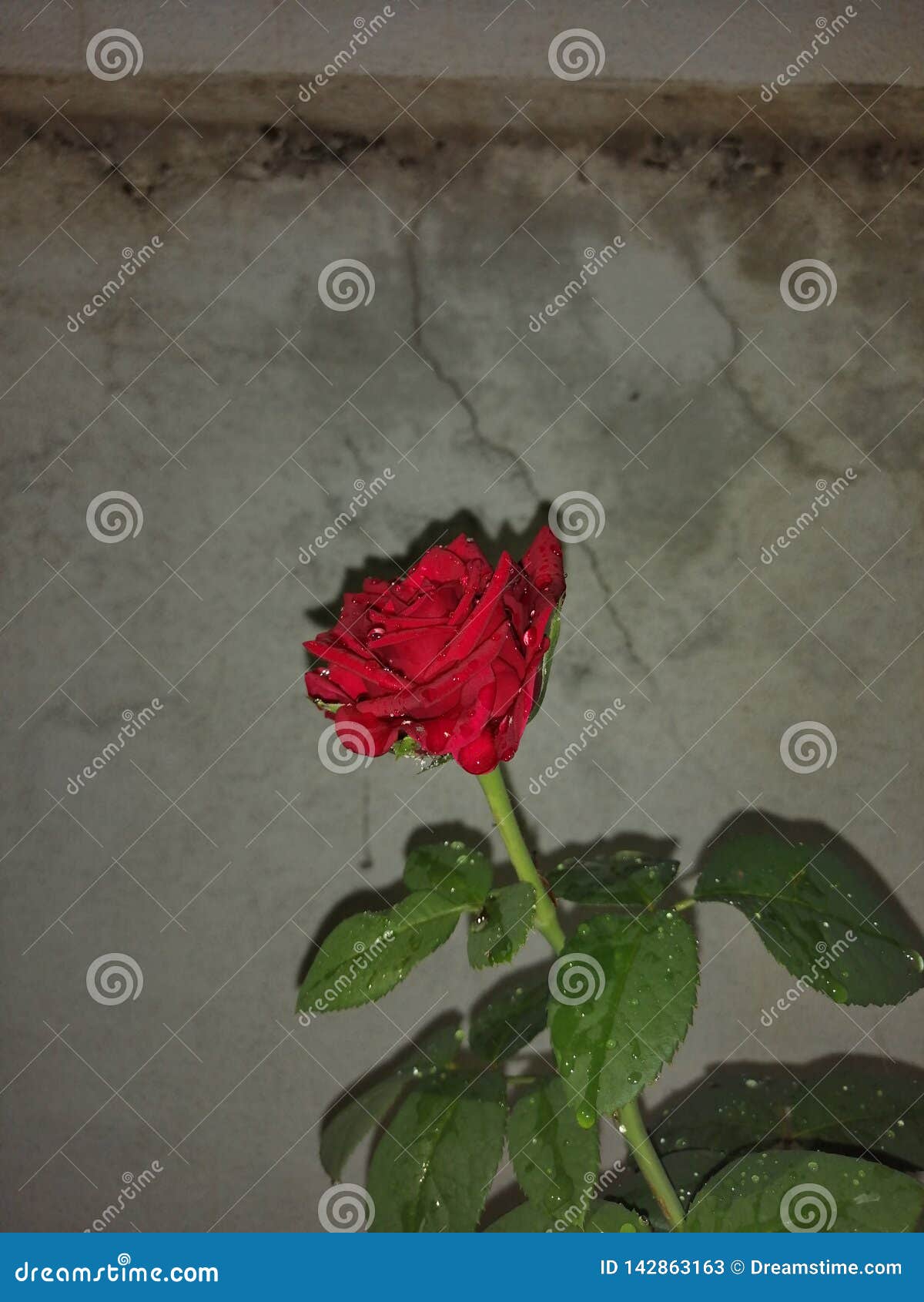 Rose flower due red stock image. Image of rose, flower - 142863163