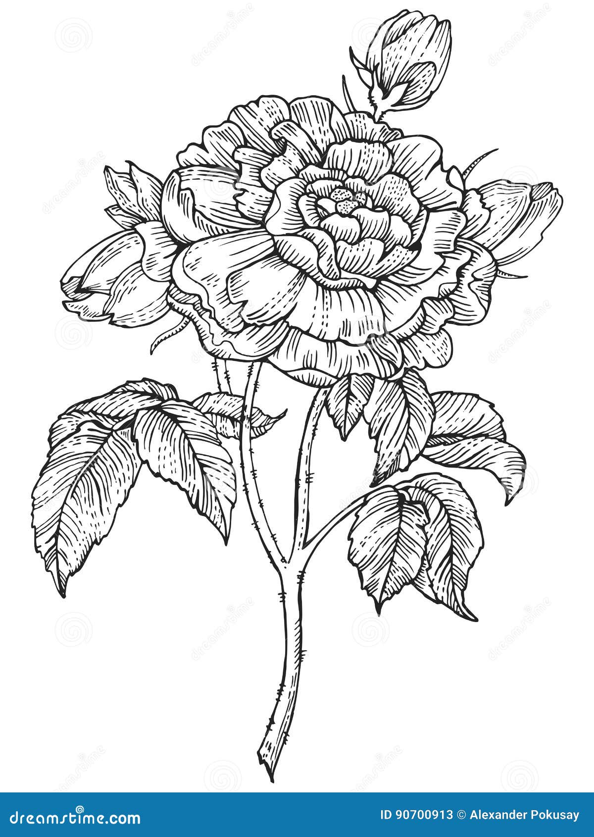 Rose Flower Engraving Style Vector Illustration Stock Vector ...