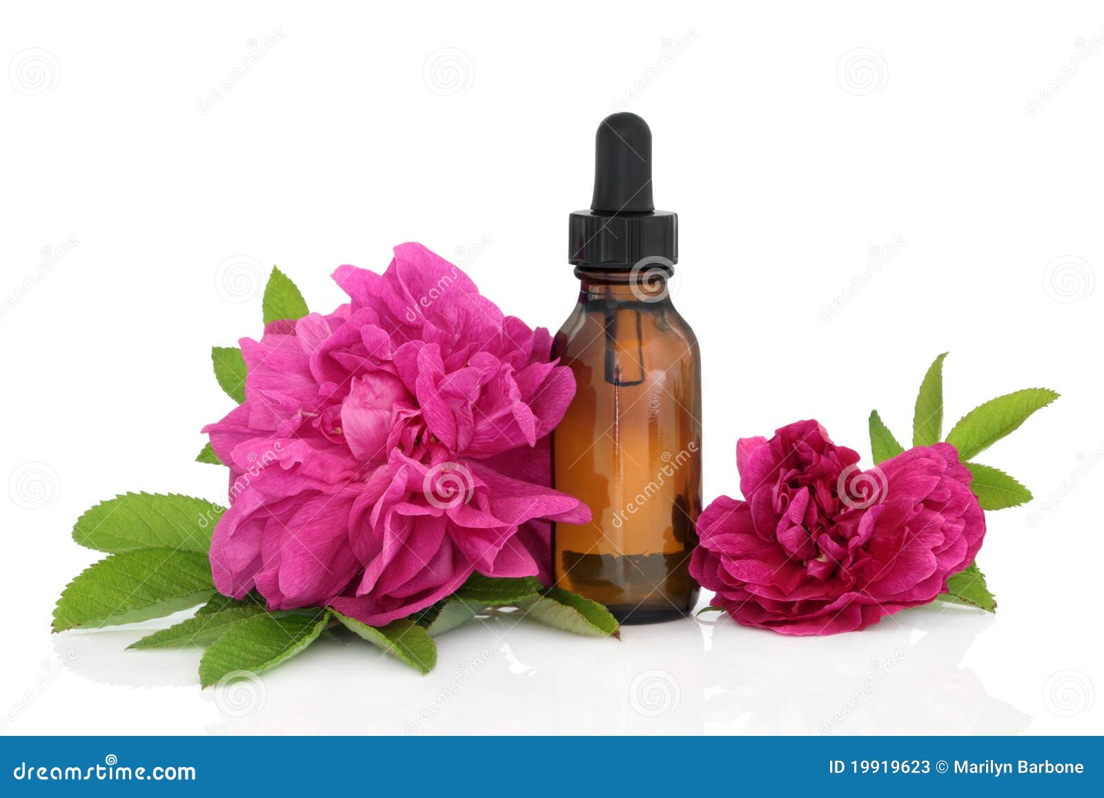 Rose Flower Essence stock image. Image of rosebud, background - 19919623