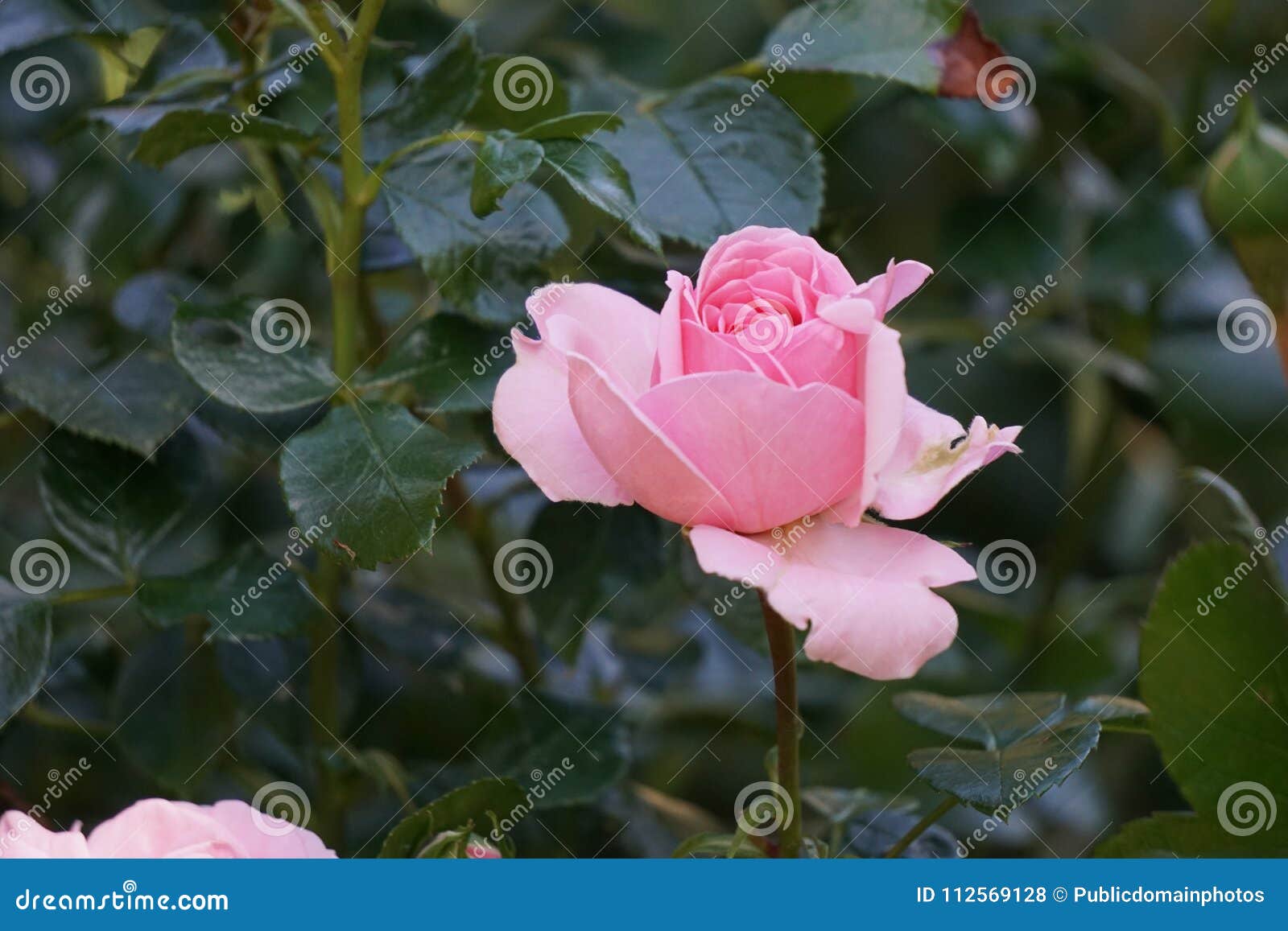 Rose, Flower, Rose Family, Pink Picture. Image: 112569128