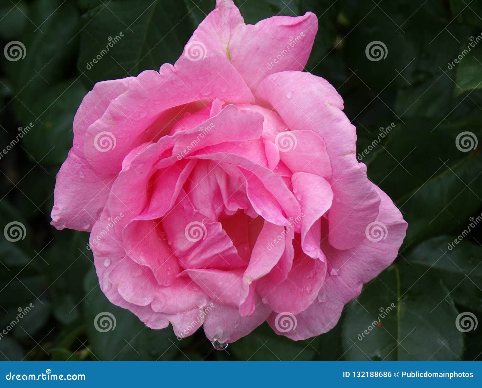 Rose, Flower, Rose Family, Pink Picture. Image: 132188686