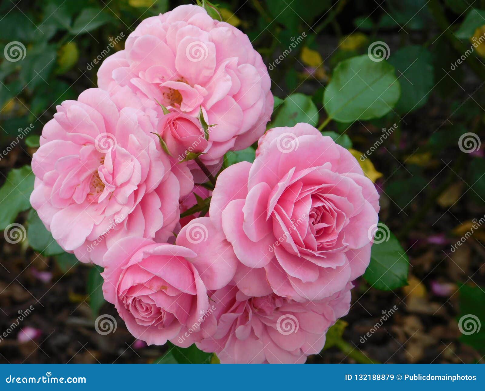 Rose, Flower, Rose Family, Pink Picture. Image: 132188879