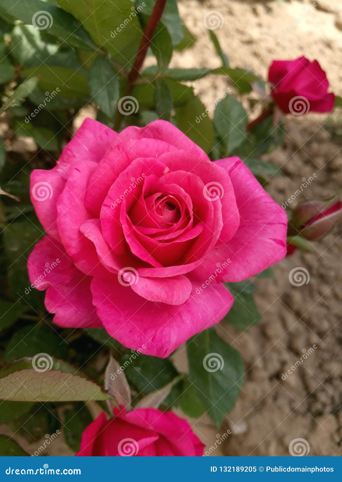 Rose, Flower, Rose Family, Pink Picture. Image: 132189205
