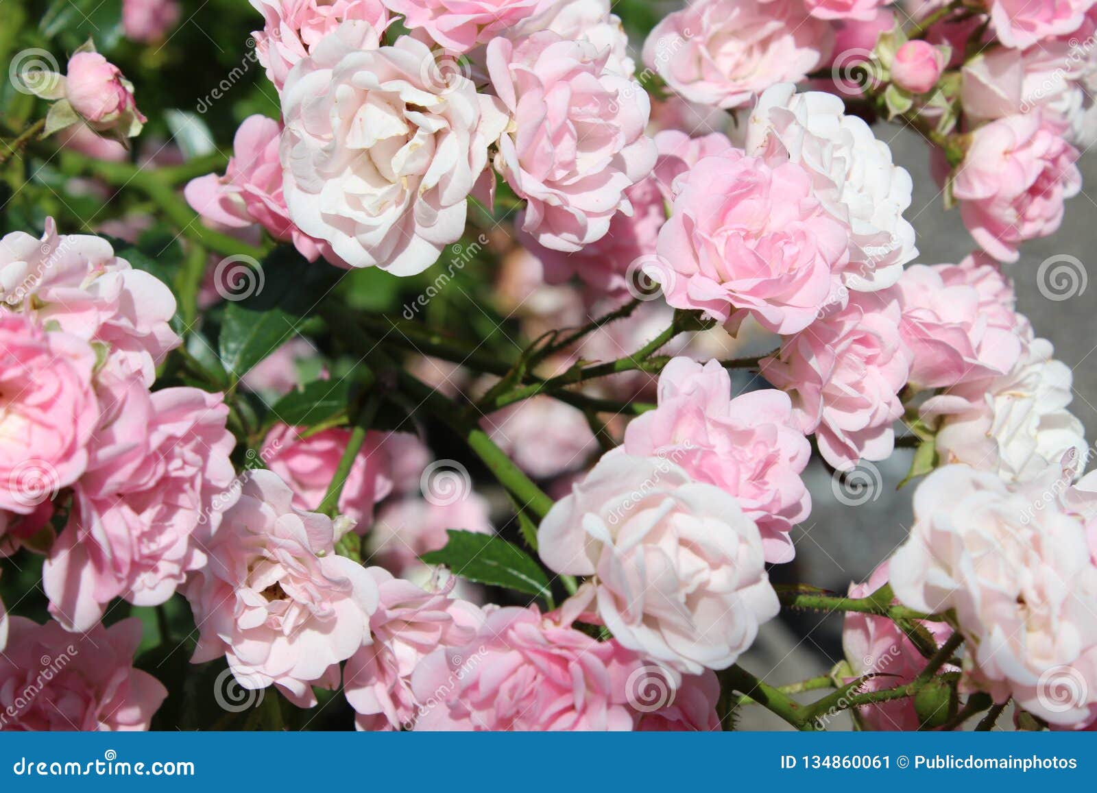 Rose, Flower, Rose Family, Pink Picture. Image: 134860061