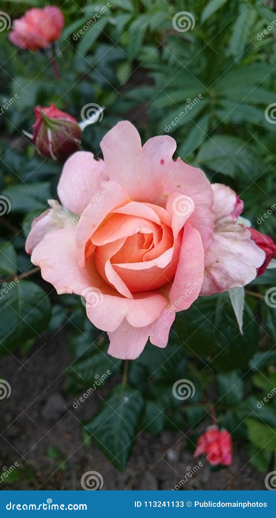 Rose, Flower, Rose Family, Plant Picture. Image: 113241133