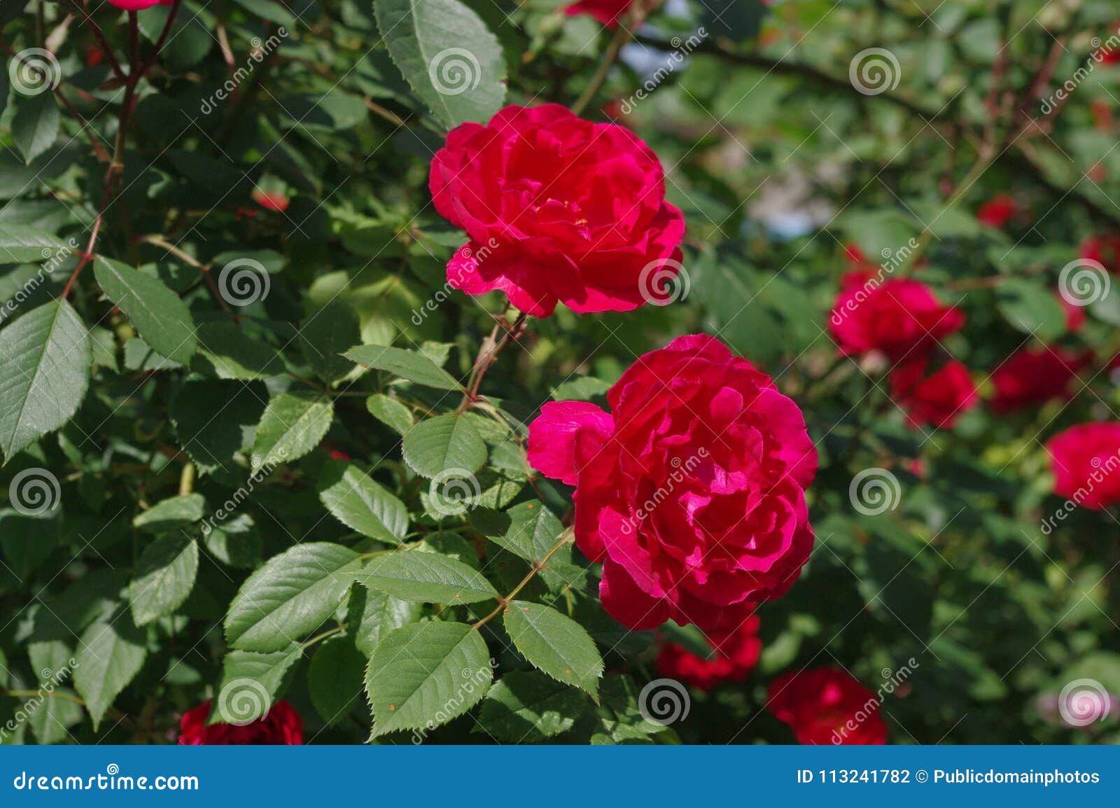 Rose, Flower, Rose Family, Plant Picture. Image: 113241782