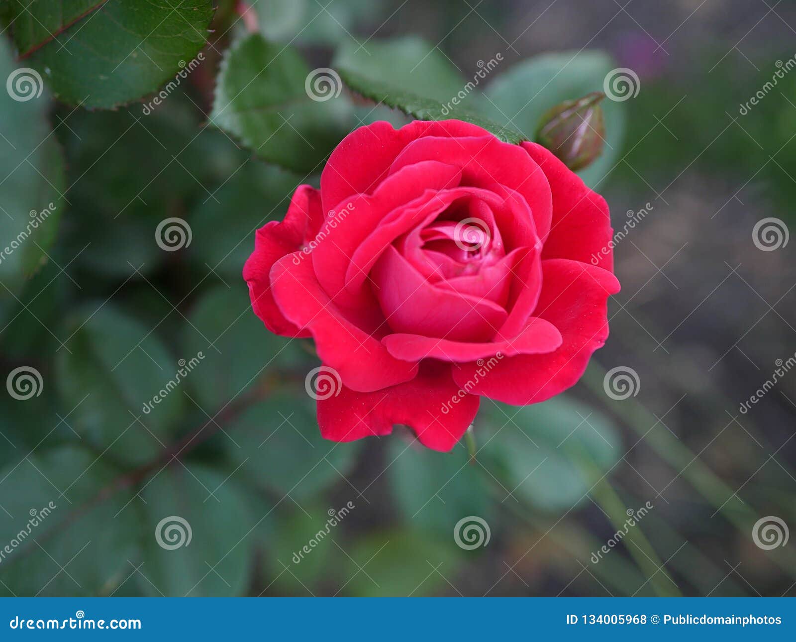 Rose, Flower, Rose Family, Red Picture. Image: 134005968