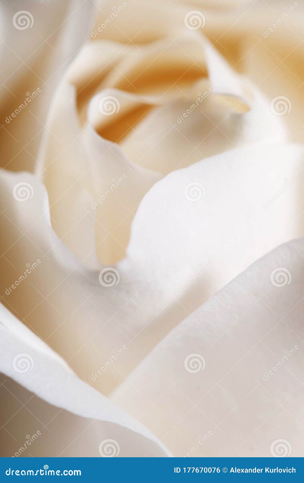 Rose flower fragment macro stock photo. Image of plant - 177670076