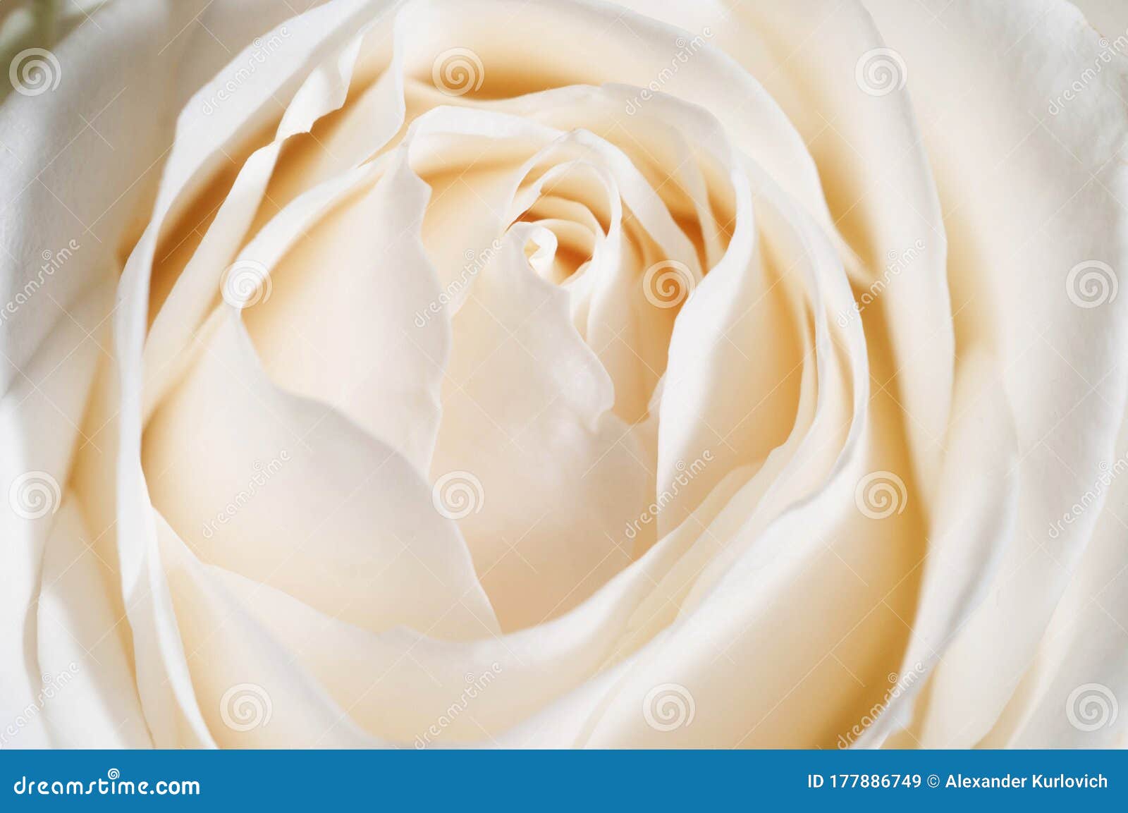 Rose Flower Fragment Macro Shot Stock Image - Image of macro, close ...