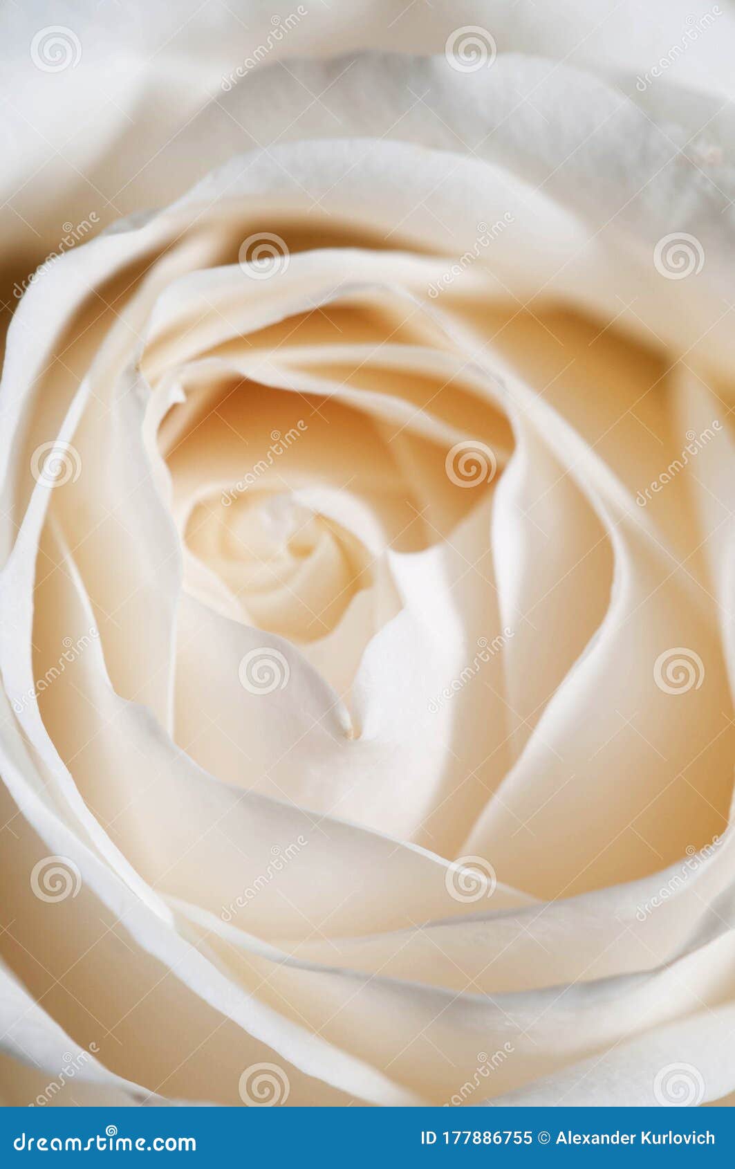 Rose flower fragment macro stock image. Image of double - 177886755