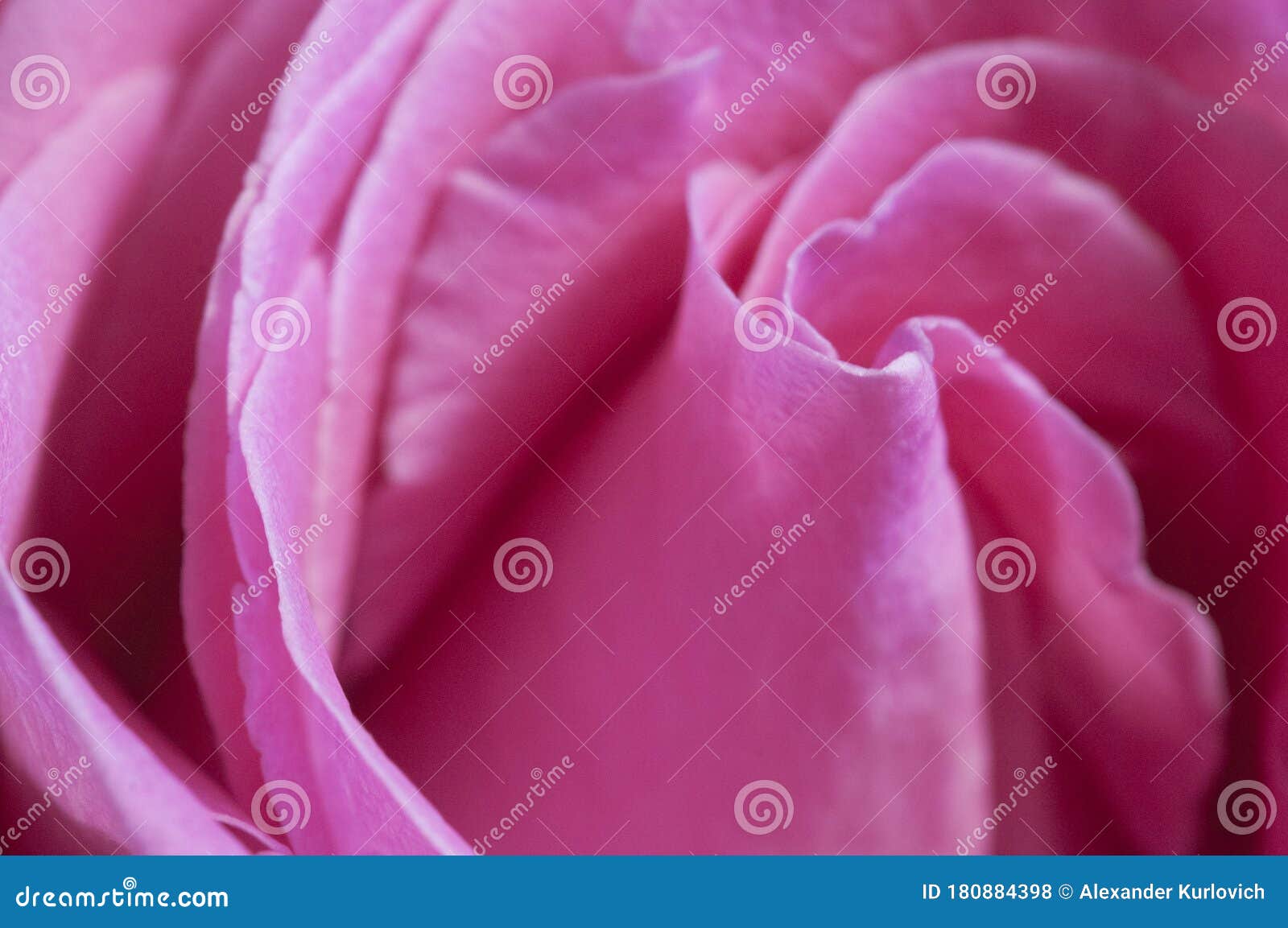 Rose Flower Fragment Macro Shot Stock Photo - Image of beauty, macro ...