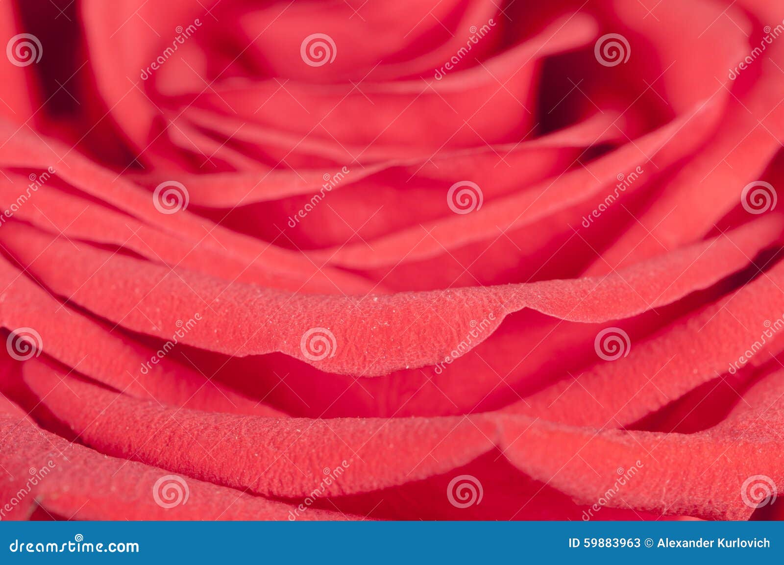Rose flower fragment macro stock image. Image of vein - 59883963