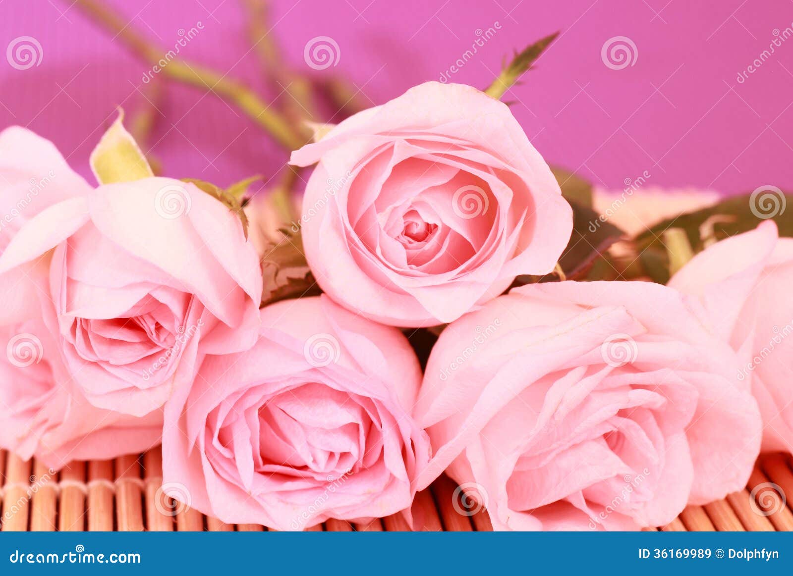 Rose flower stock image. Image of petal, pink, love, fresh - 36169989