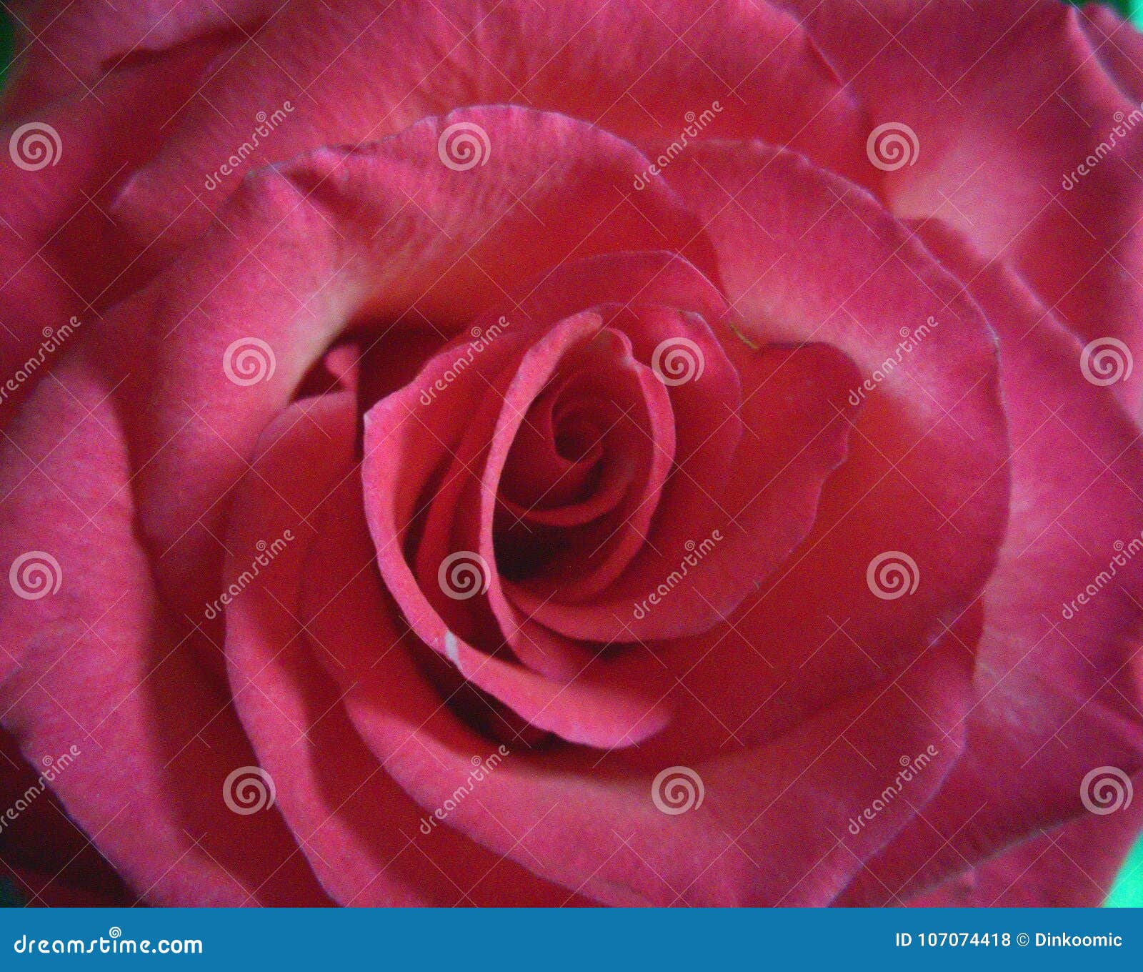 Rose Flower in Full Bloom stock photo. Image of rose - 107074418