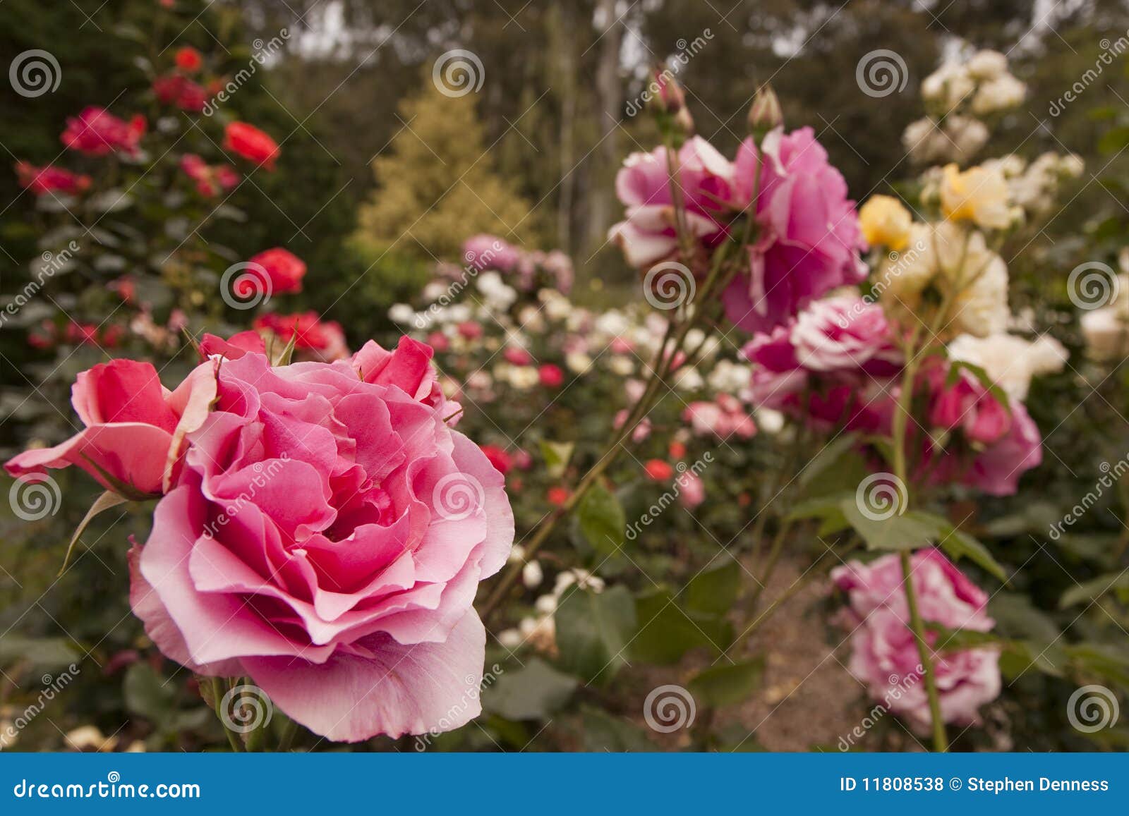 Rose flower garden stock photo. Image of flowers, rose - 11808538
