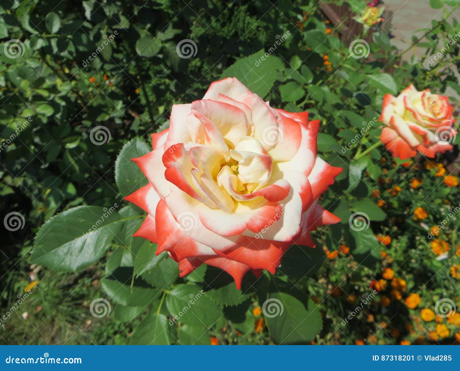Rose flower garden stock image. Image of full, flower - 87318201