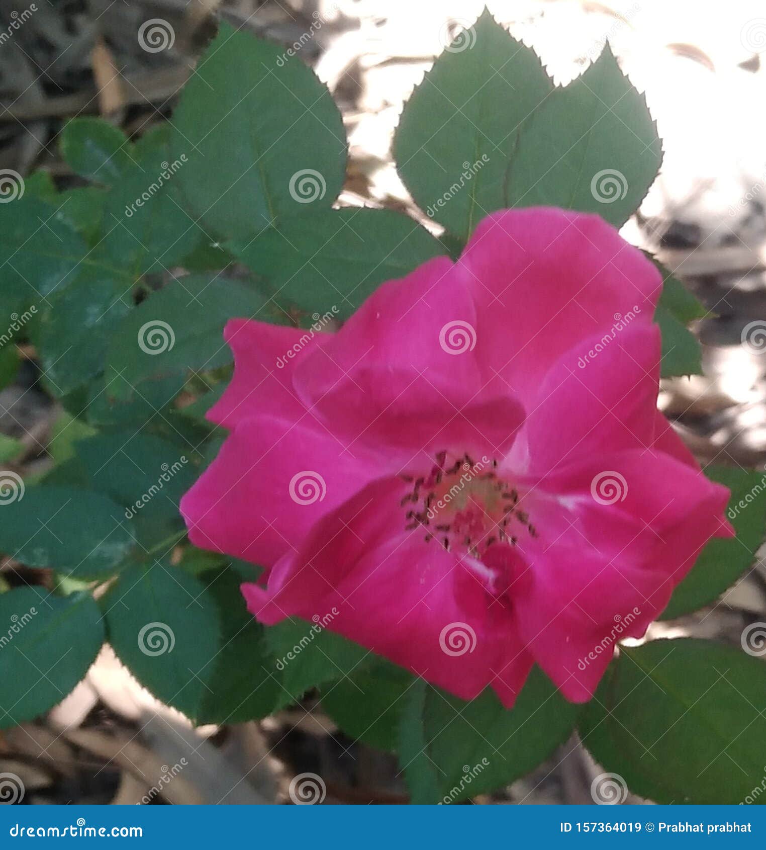 Rosa Indica Redoute Flower Illustrations | CartoonDealer.com #105150361