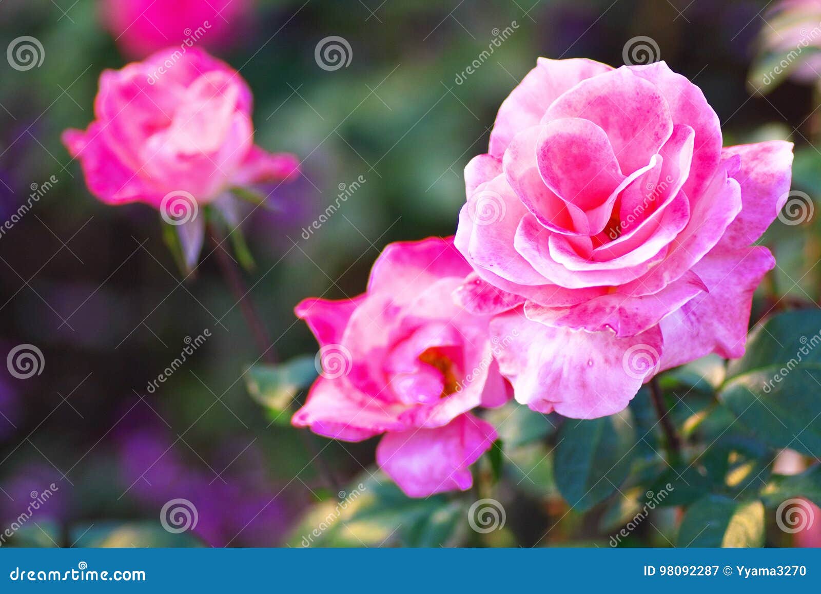 Rose Flower Girl stock image. Image of copy, three, rose - 98092287