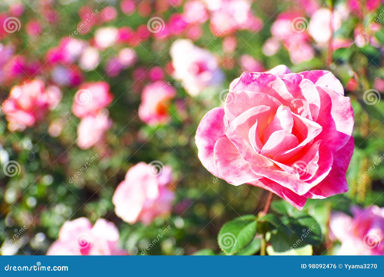 Rose Flower Girl stock photo. Image of garden, nature - 98092476