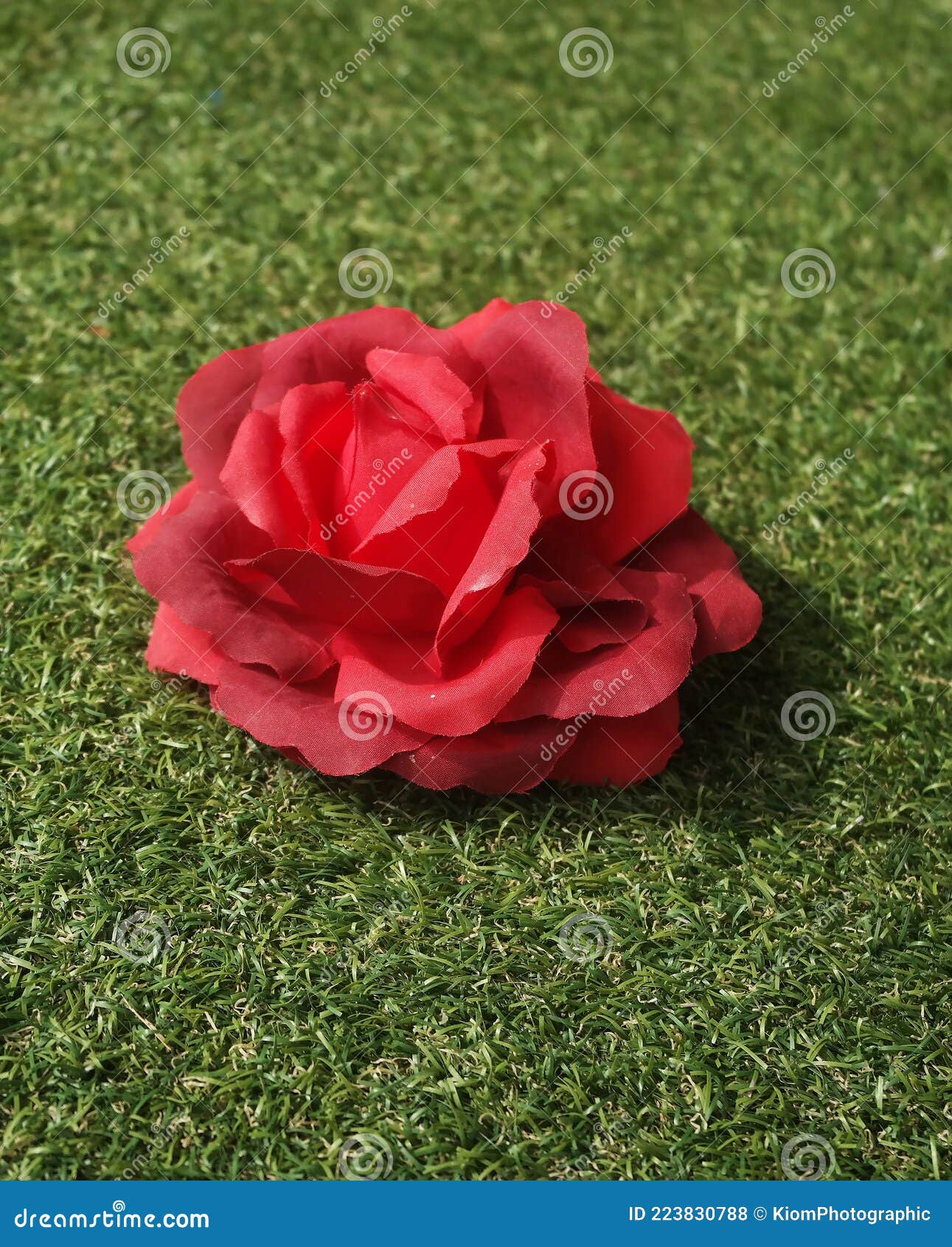 Rose Flower grass texture stock photo. Image of textile - 223830788