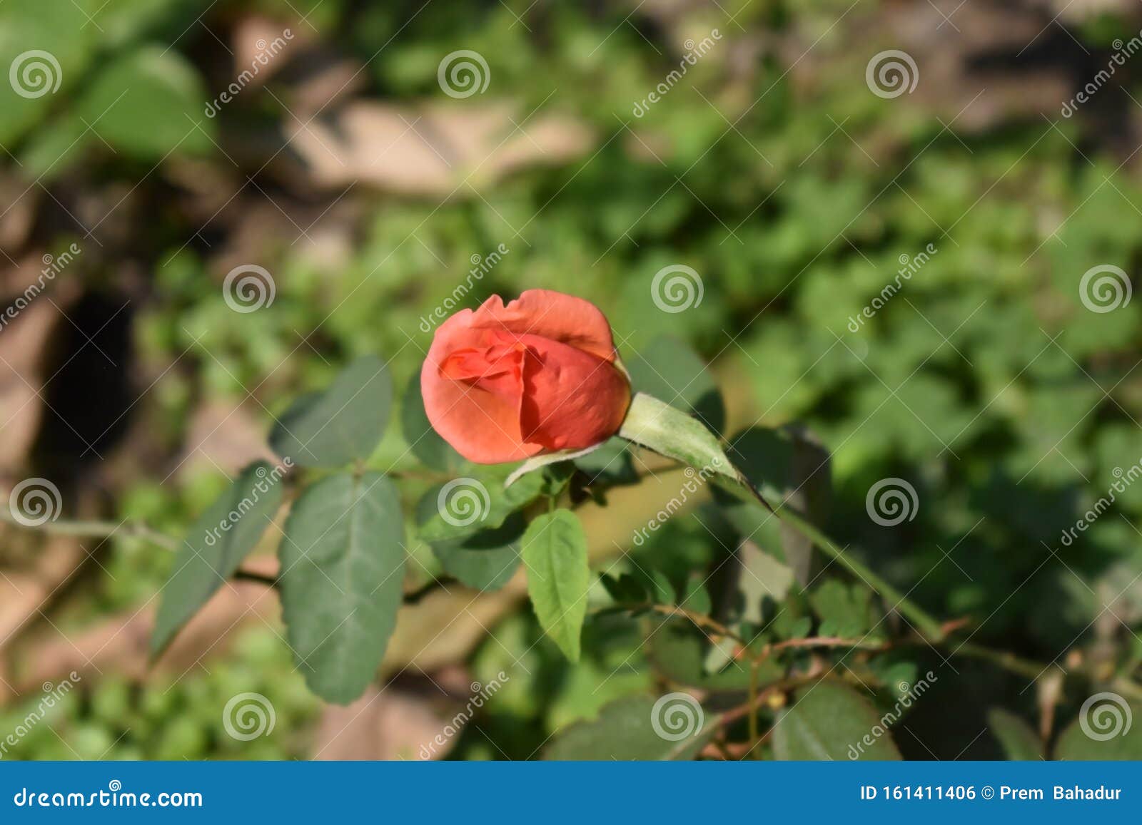 Bular Stock Photos - Free & Royalty-Free Stock Photos from Dreamstime