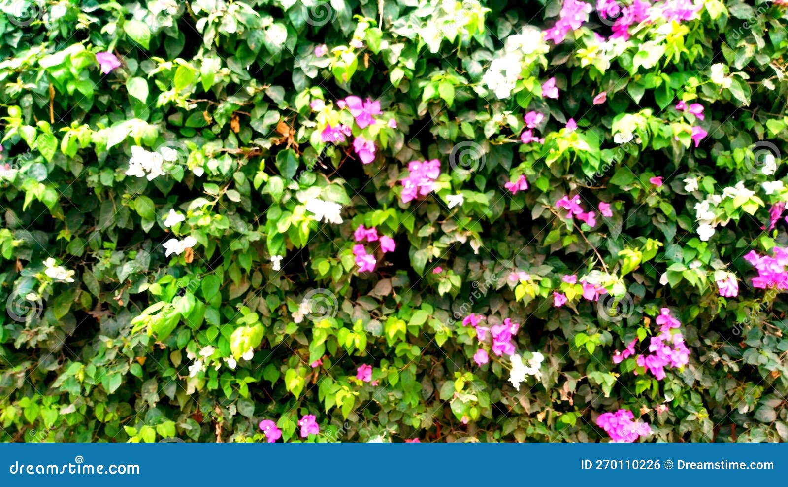 Rose Flower Growing in a Garden Stock Photo - Image of garden, plant ...