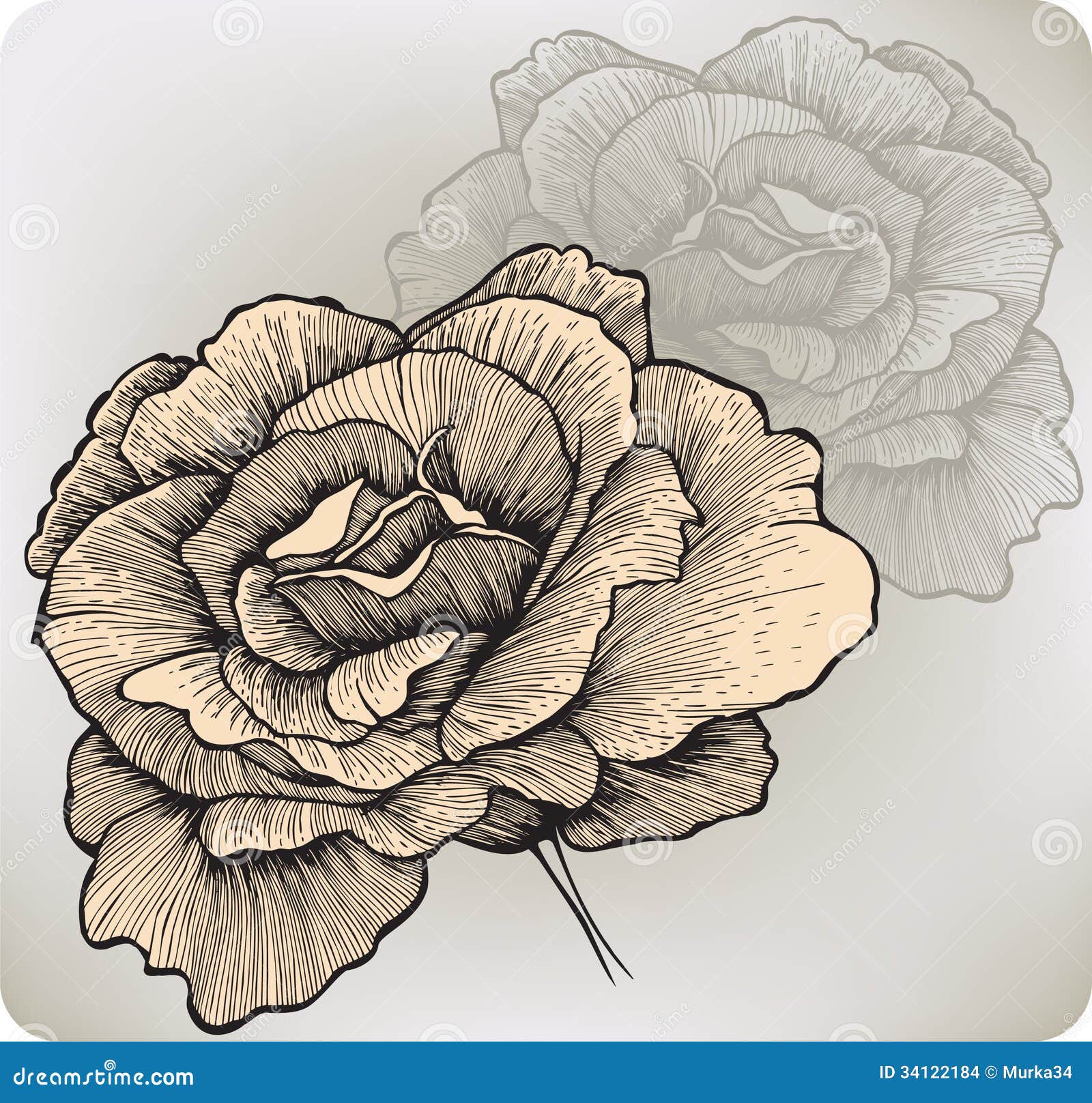 Rose Flower, Hand-drawing. Vector Illustration. Stock Vector ...