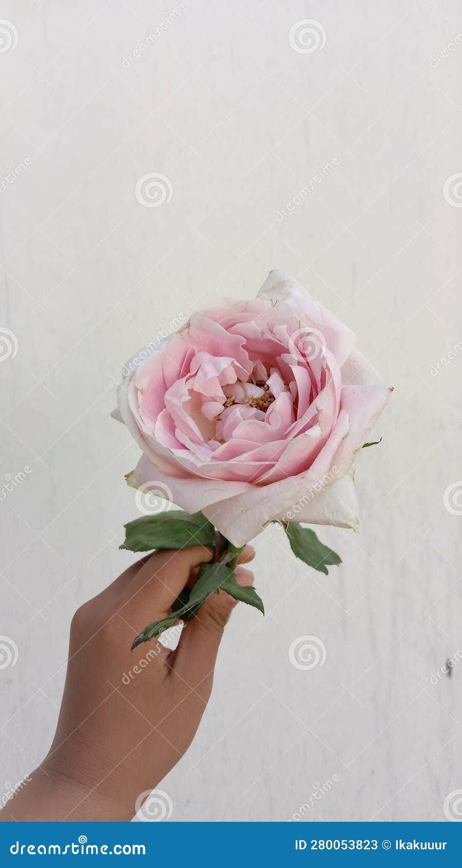 Rose Flower Hand Walpaper Pink Rose Morning Stock Image - Image of hand ...