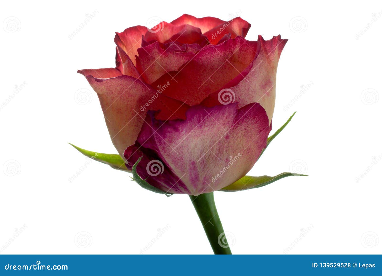 Rose flower head stock photo. Image of yellow, bloom - 139529528