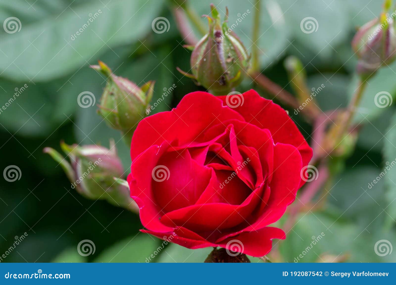 Rose flower head stock photo. Image of closeup, topdown - 192087542