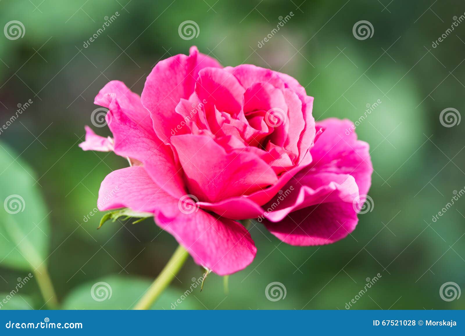 Rose Flower Illuminated Bright Sun Stock Photo - Image of shiny ...