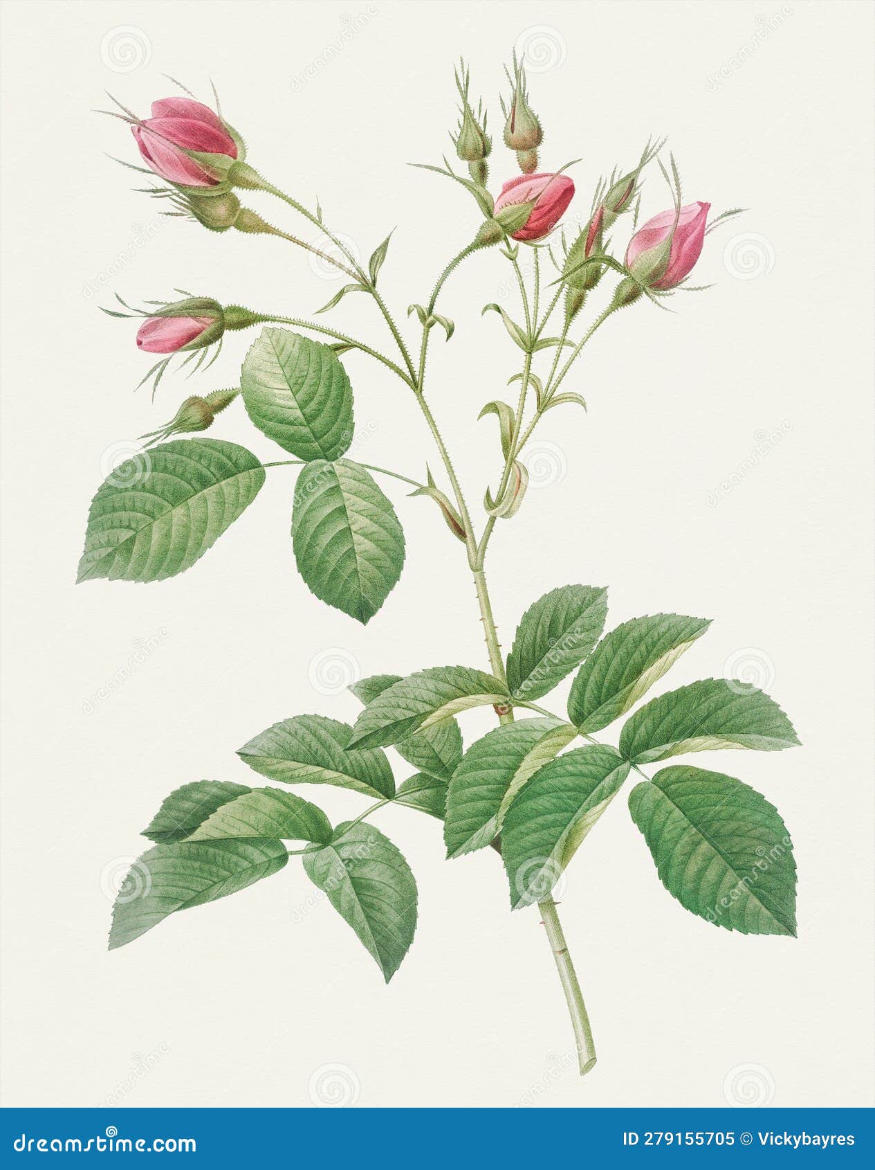 Rose Flower. Botanical Flower Illustration Stock Illustration ...