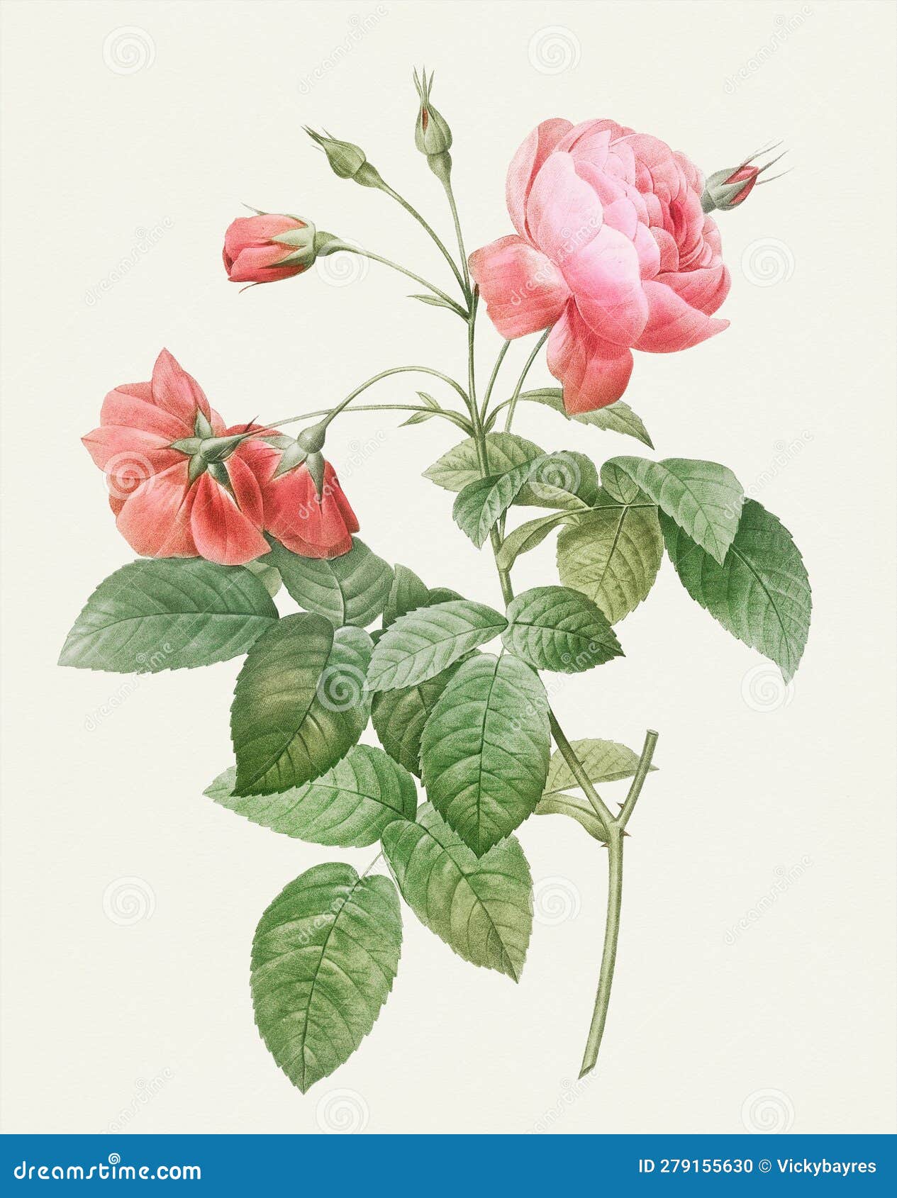 Rose Flower. Botanical Flower Illustration Stock Illustration ...